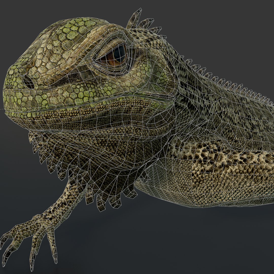 3d Model Of Iguana Resolution Ready