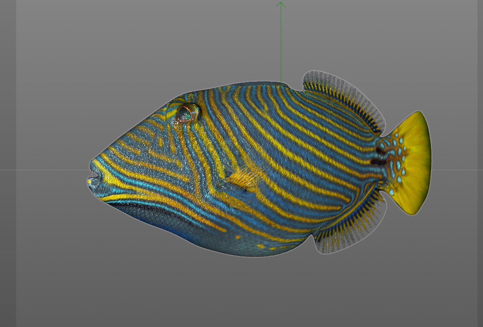 3D Model Fish - TurboSquid 1551917