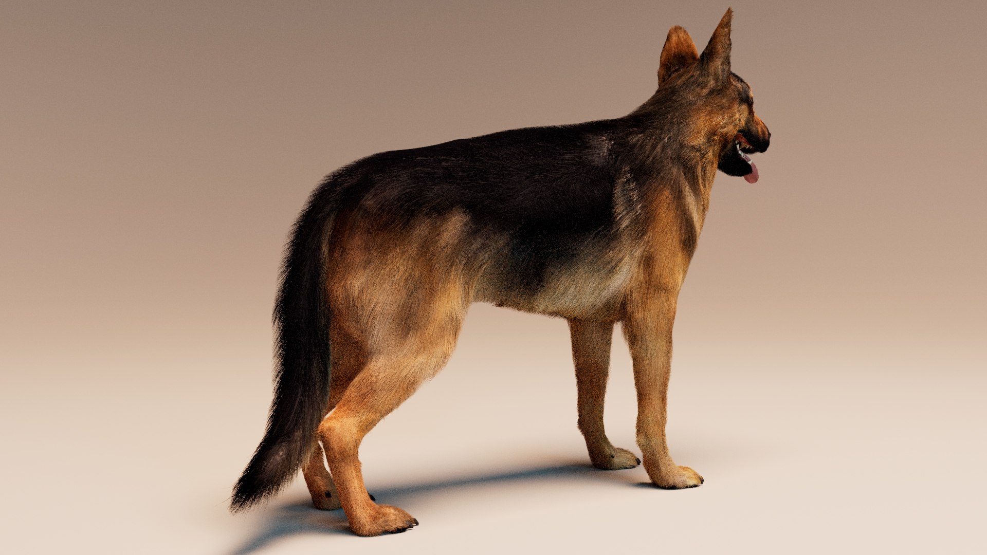 German Shepherd Dynamic Fur Ears Tail 3D Model - TurboSquid 2195698