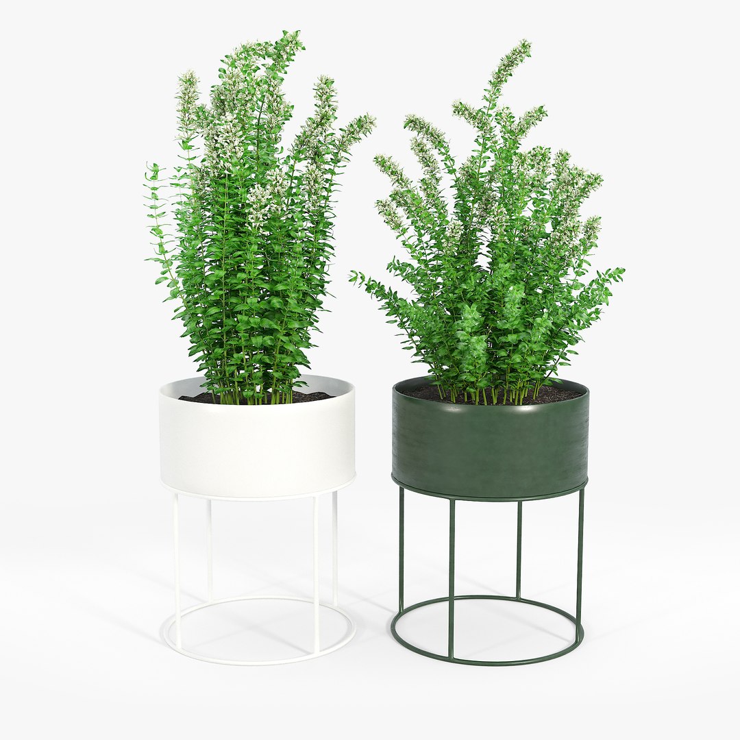 Mint Model - TurboSquid 1653533