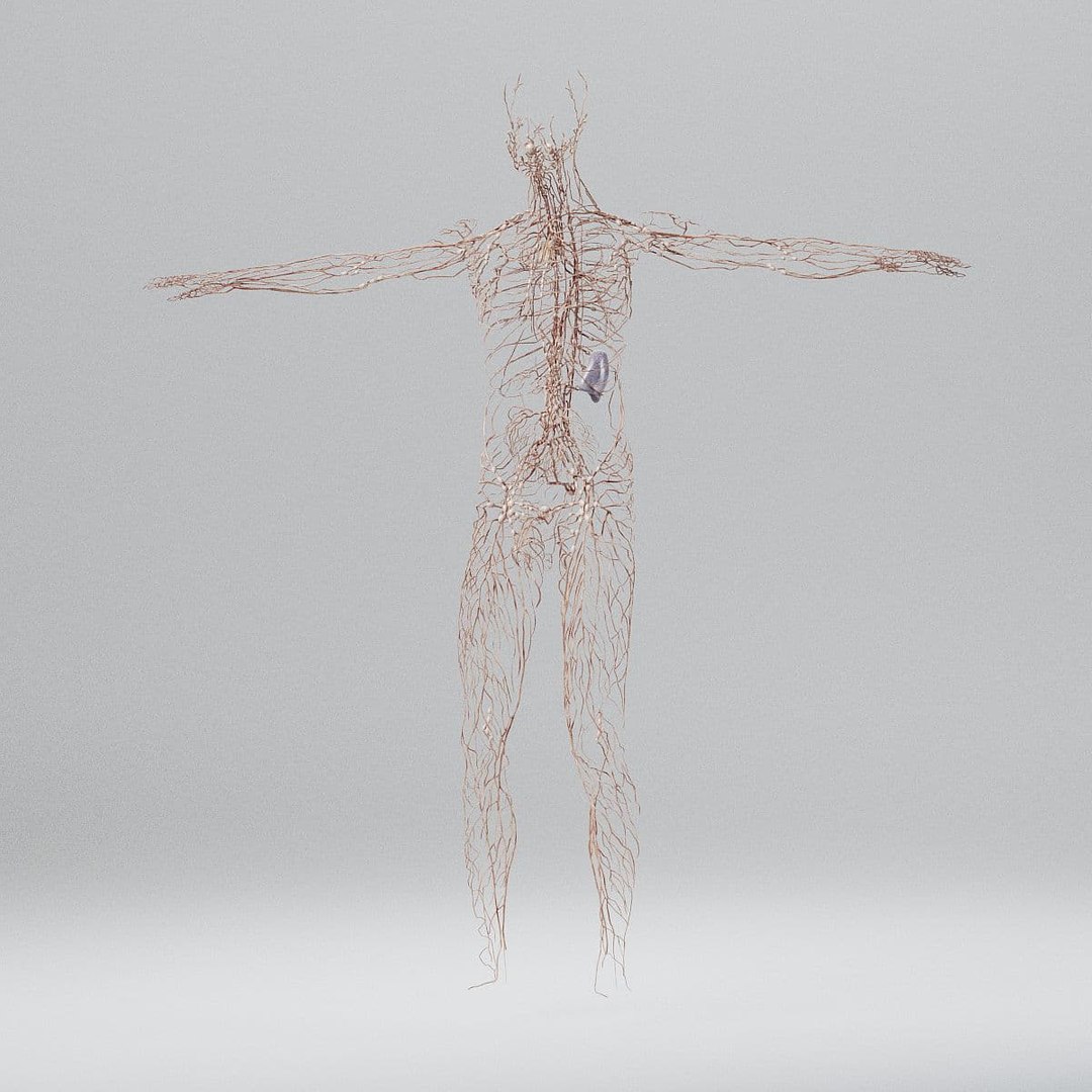 Human Lymphatic - Lymph 3d 3ds