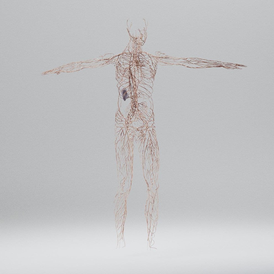 Human Lymphatic - Lymph 3d 3ds