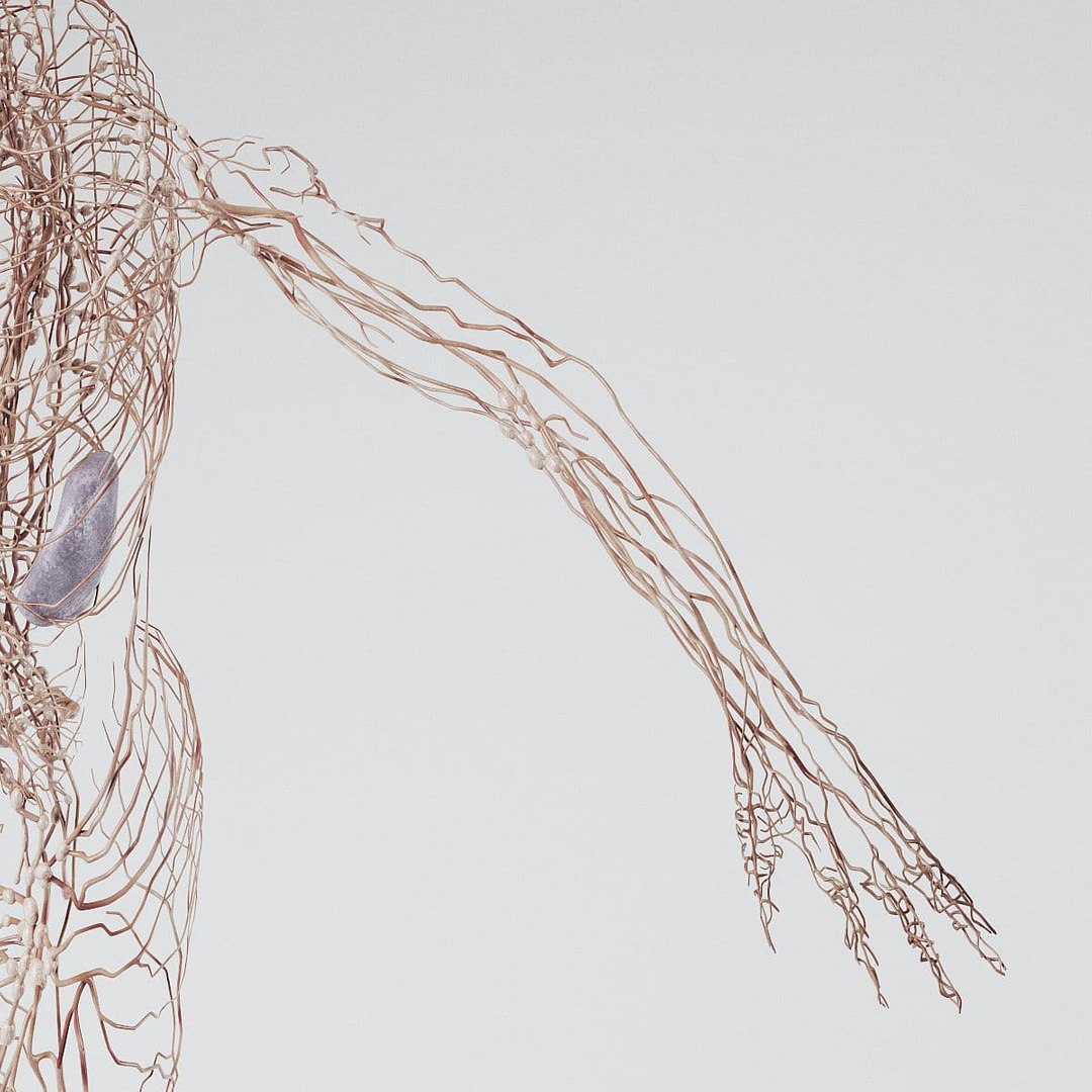 human lymphatic - lymph 3d 3ds