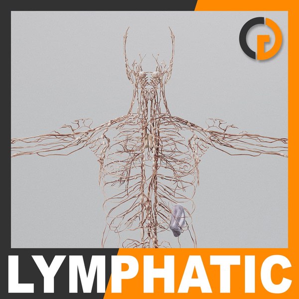 Lymphatic System 3D Models for Download | TurboSquid