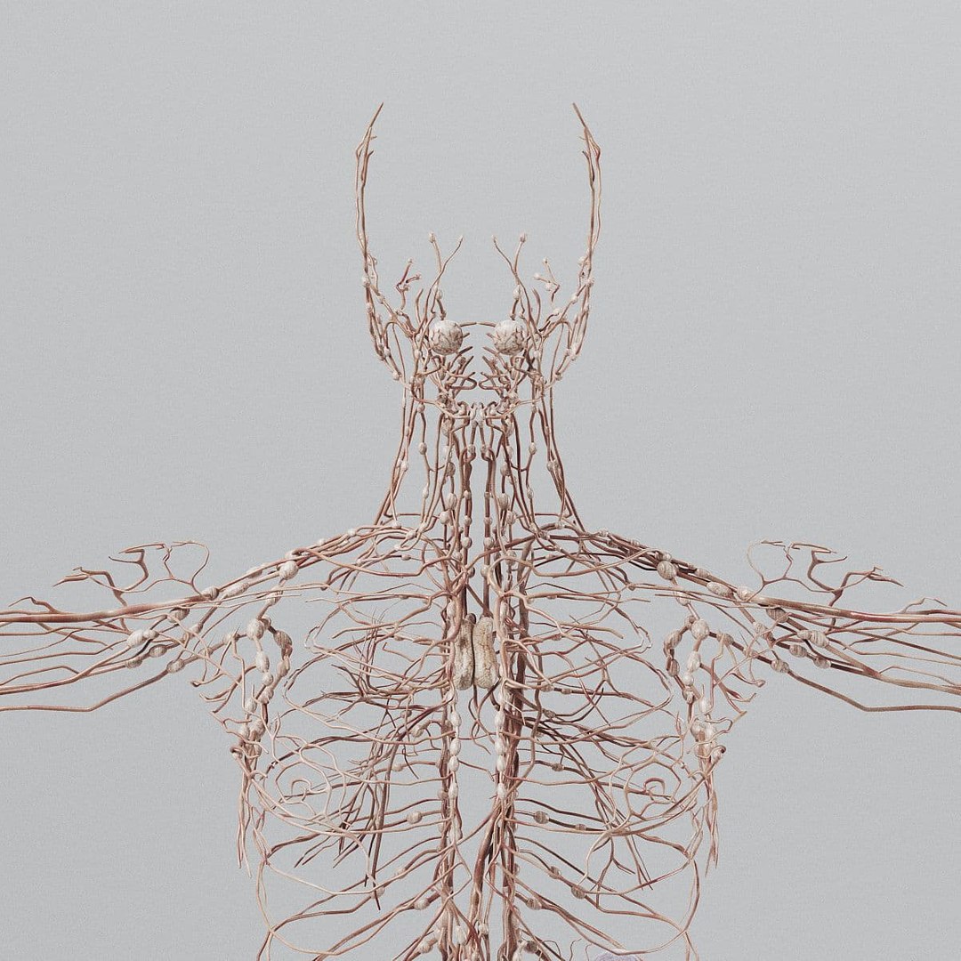 Human Lymphatic - Lymph 3d 3ds