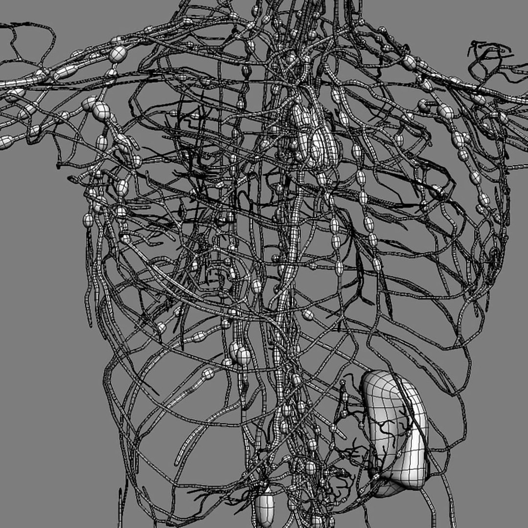 human lymphatic - lymph 3d 3ds