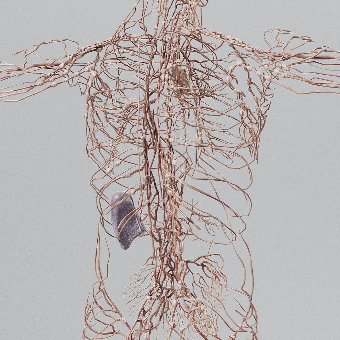 Human Lymphatic - Lymph 3d 3ds