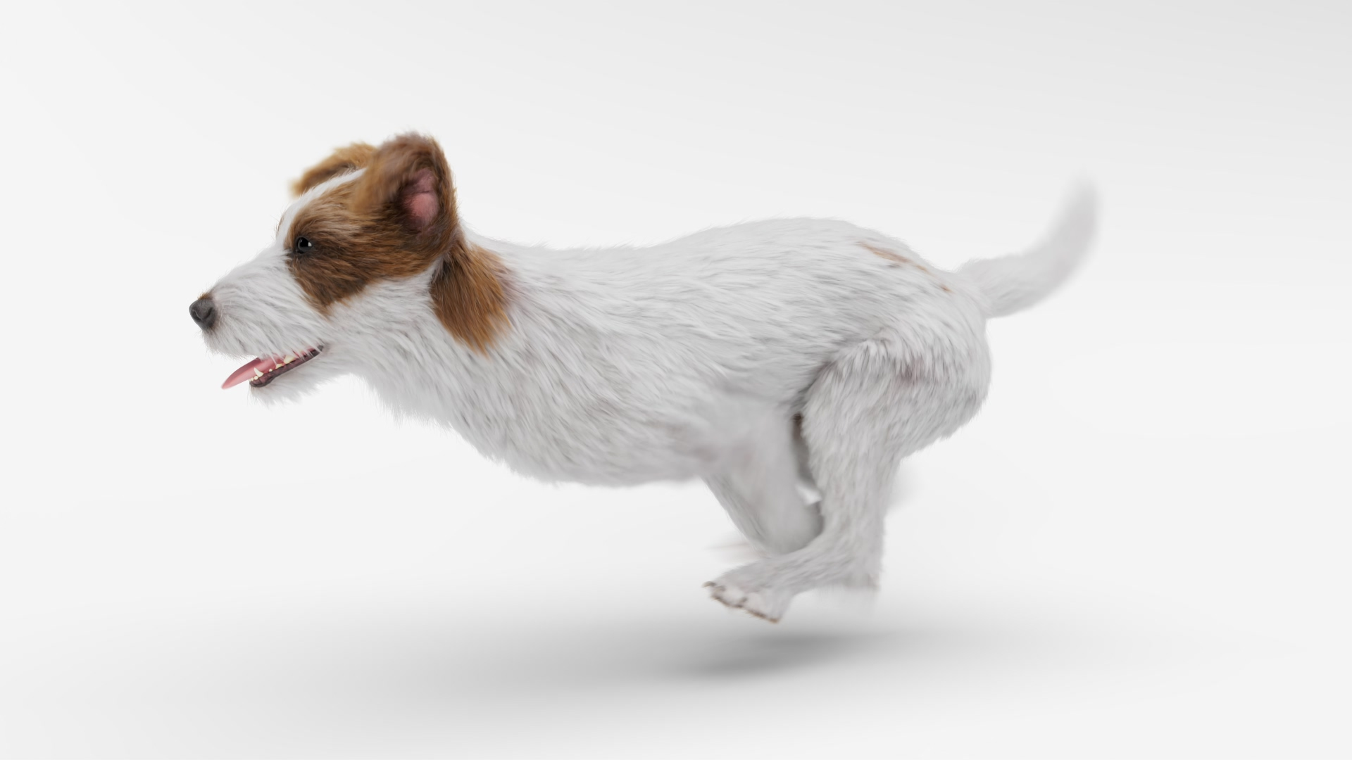 3D Jack Russell Terrier Model - TurboSquid 2355123