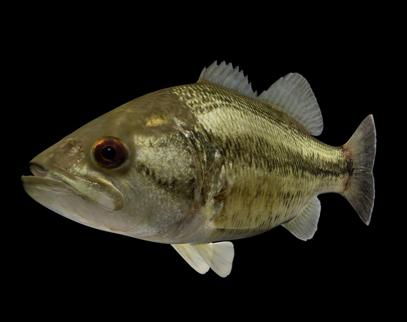 Micropterus Salmoides Largemouth Bass Ma