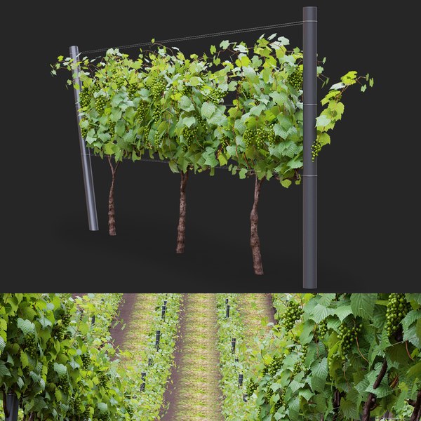 3d model pack vineyard
