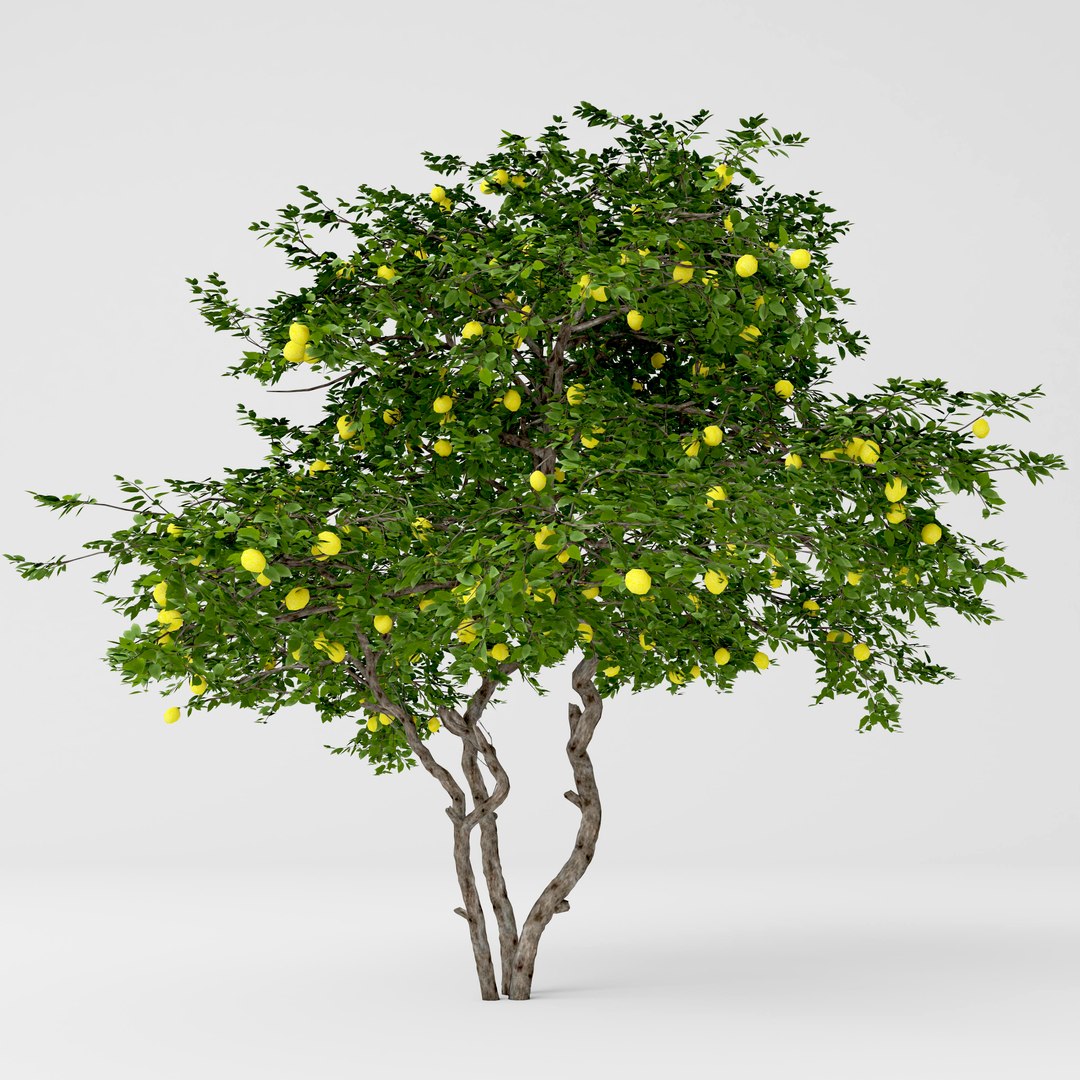 3D Lemon Tree Model - TurboSquid 1405903