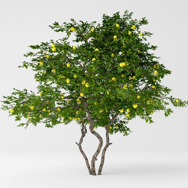 Lemon Tree 3D Models for Download | TurboSquid