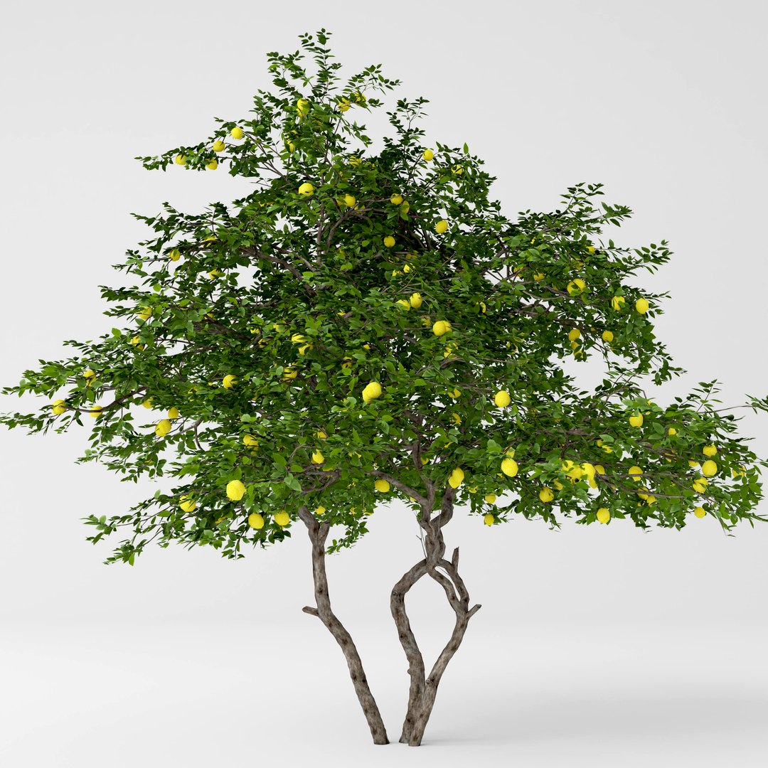 3D Lemon Tree Model - TurboSquid 1405903