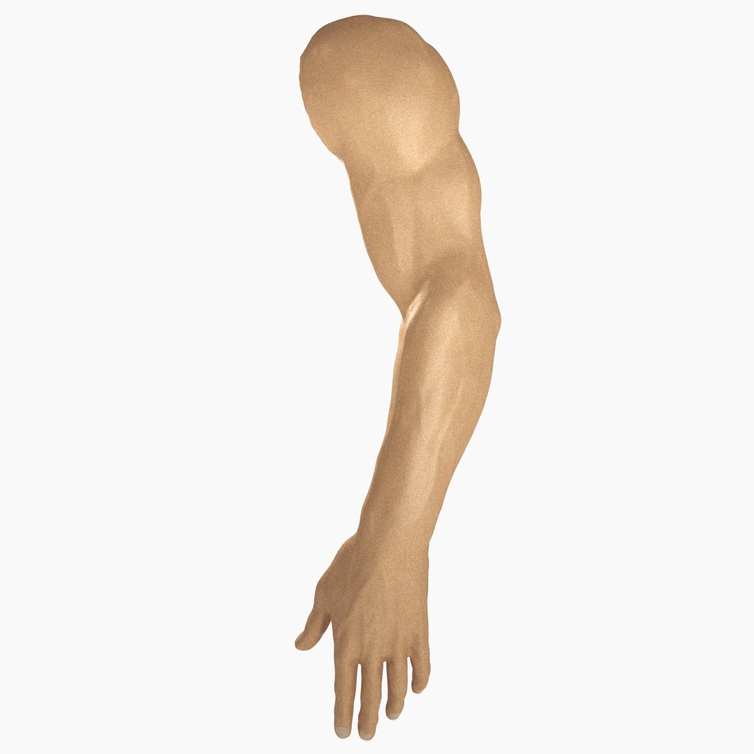 modelo 3d Anatomía del brazo masculino - TurboSquid 1313188