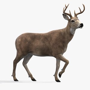deer 3d model