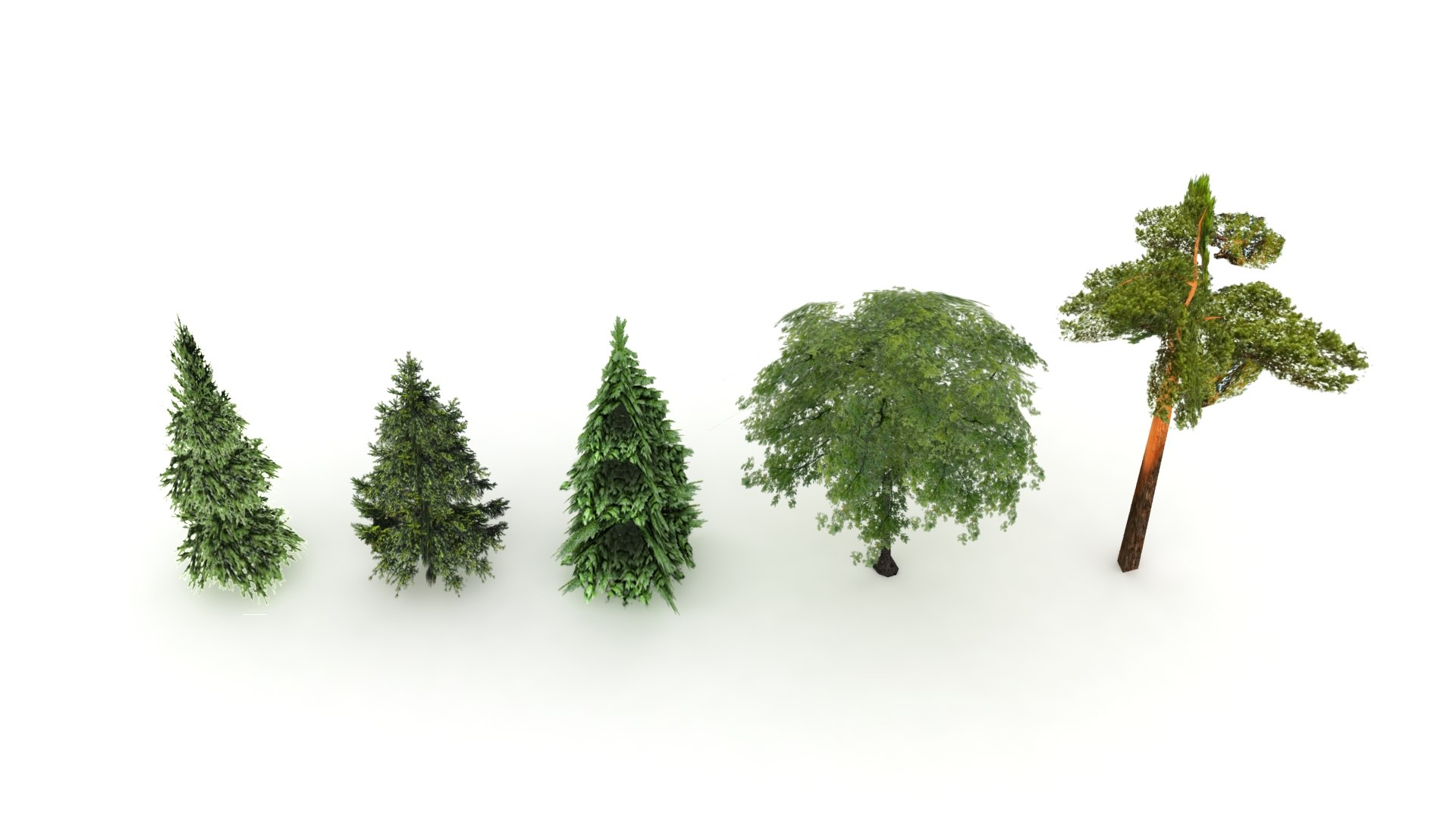 3d Fir Trees Model