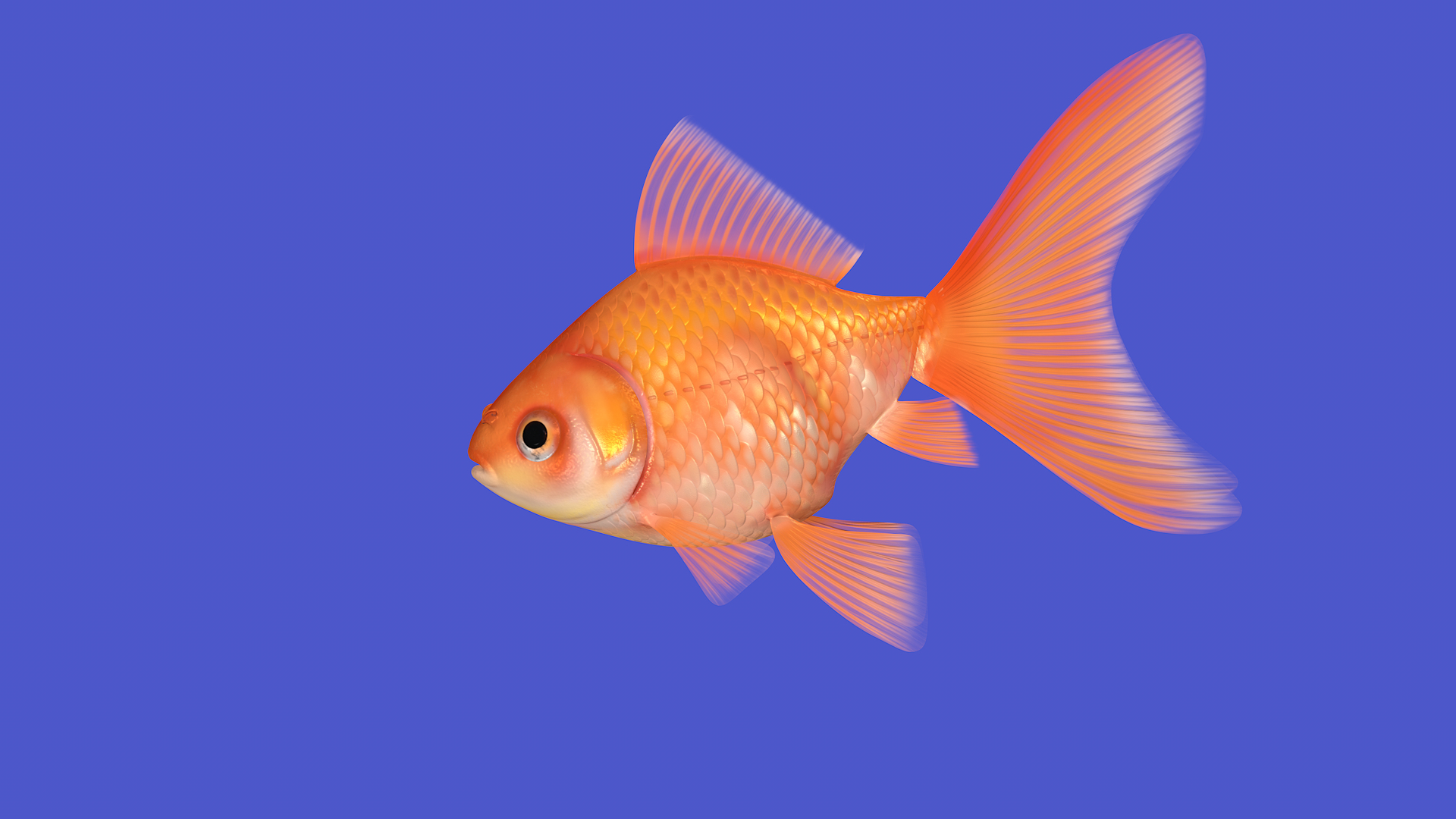 Goldfish Veiltail Fish Collection 8K 3D model - TurboSquid 1939051