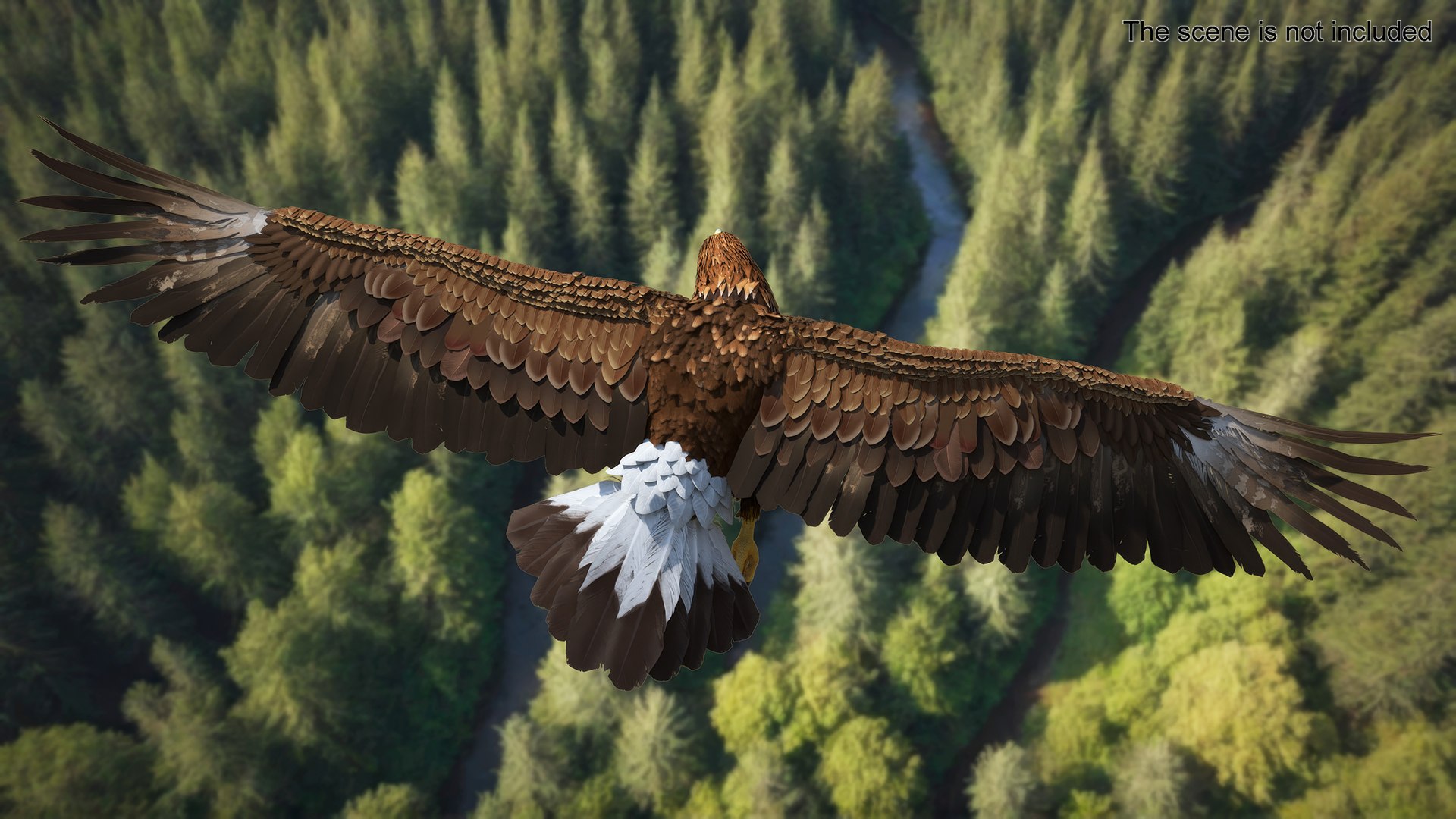 3D Aquila Chrysaetos Eagle Flying Model - TurboSquid 2249606