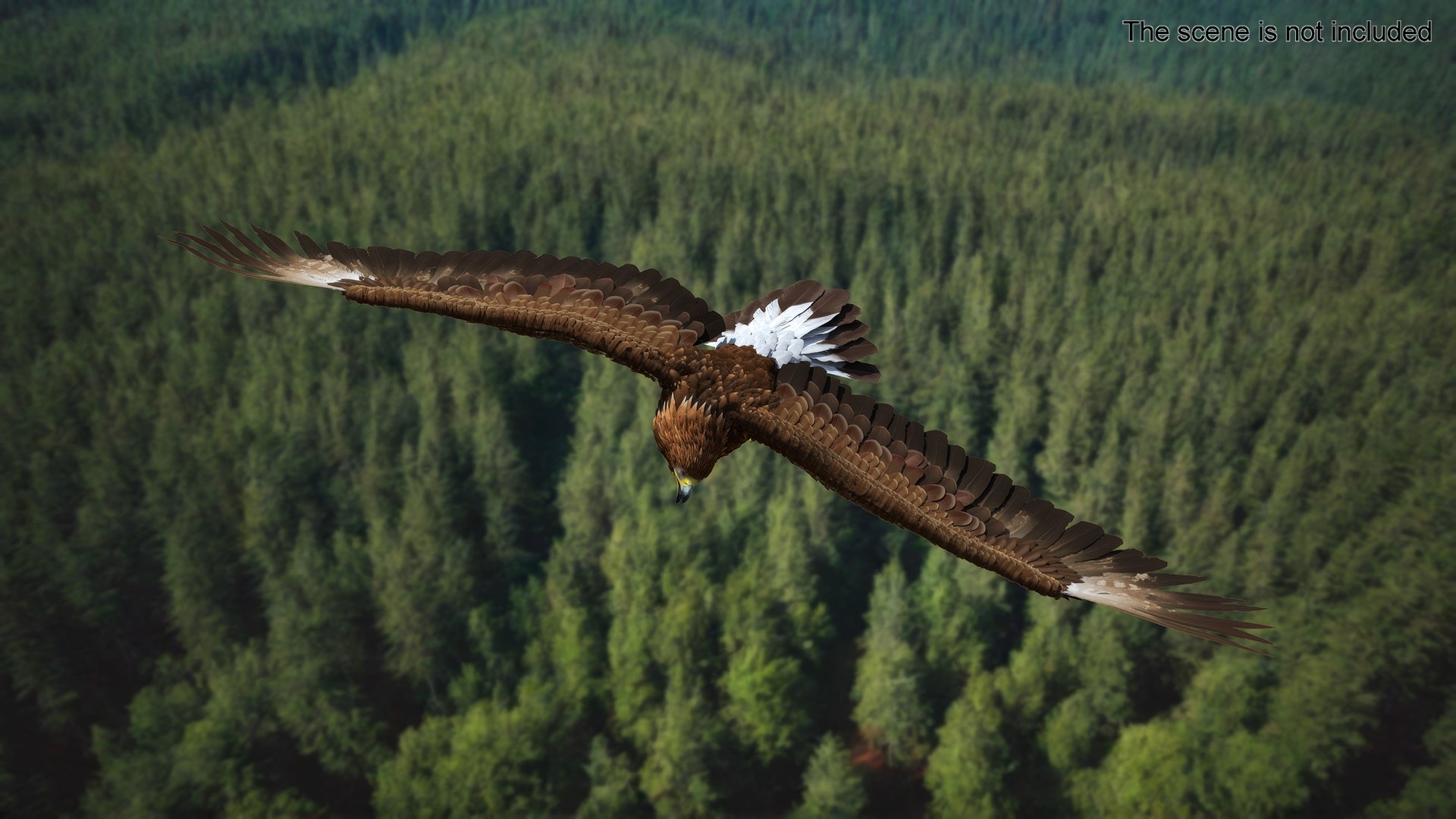 3D Aquila Chrysaetos Eagle Flying Model - TurboSquid 2249606