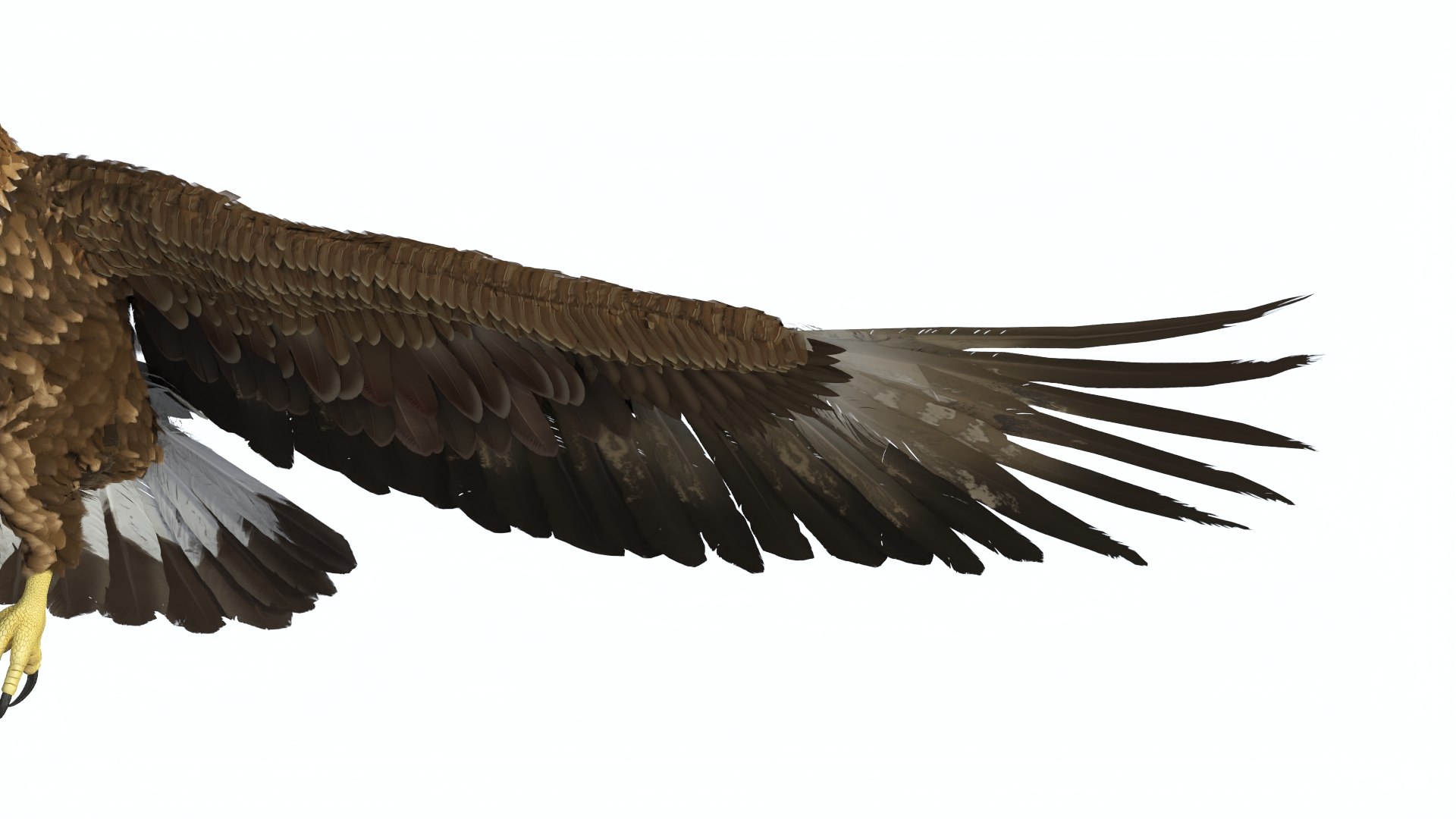 3D Aquila Chrysaetos Eagle Flying Model - TurboSquid 2249606