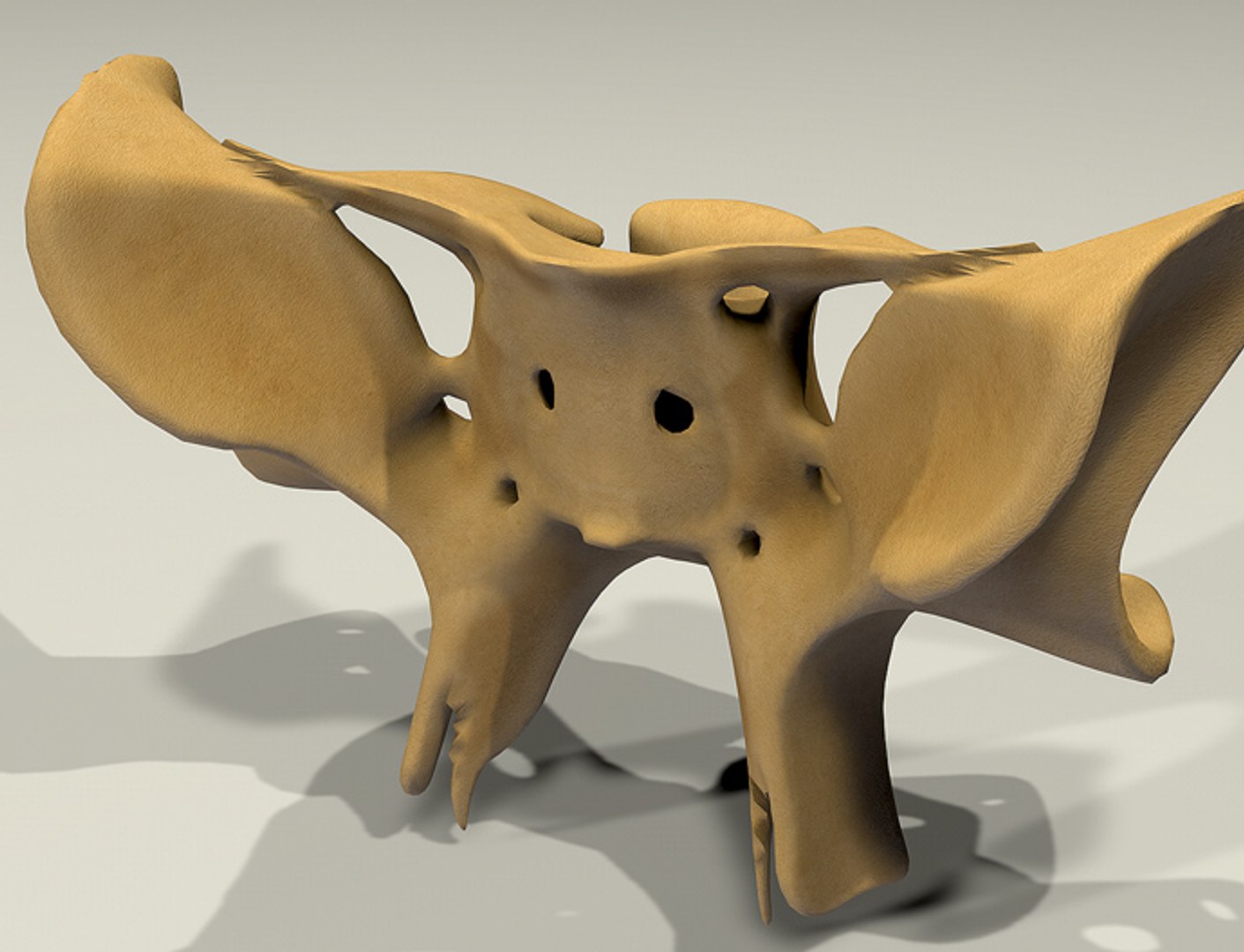 3d Anatomy Sphenoid Bone