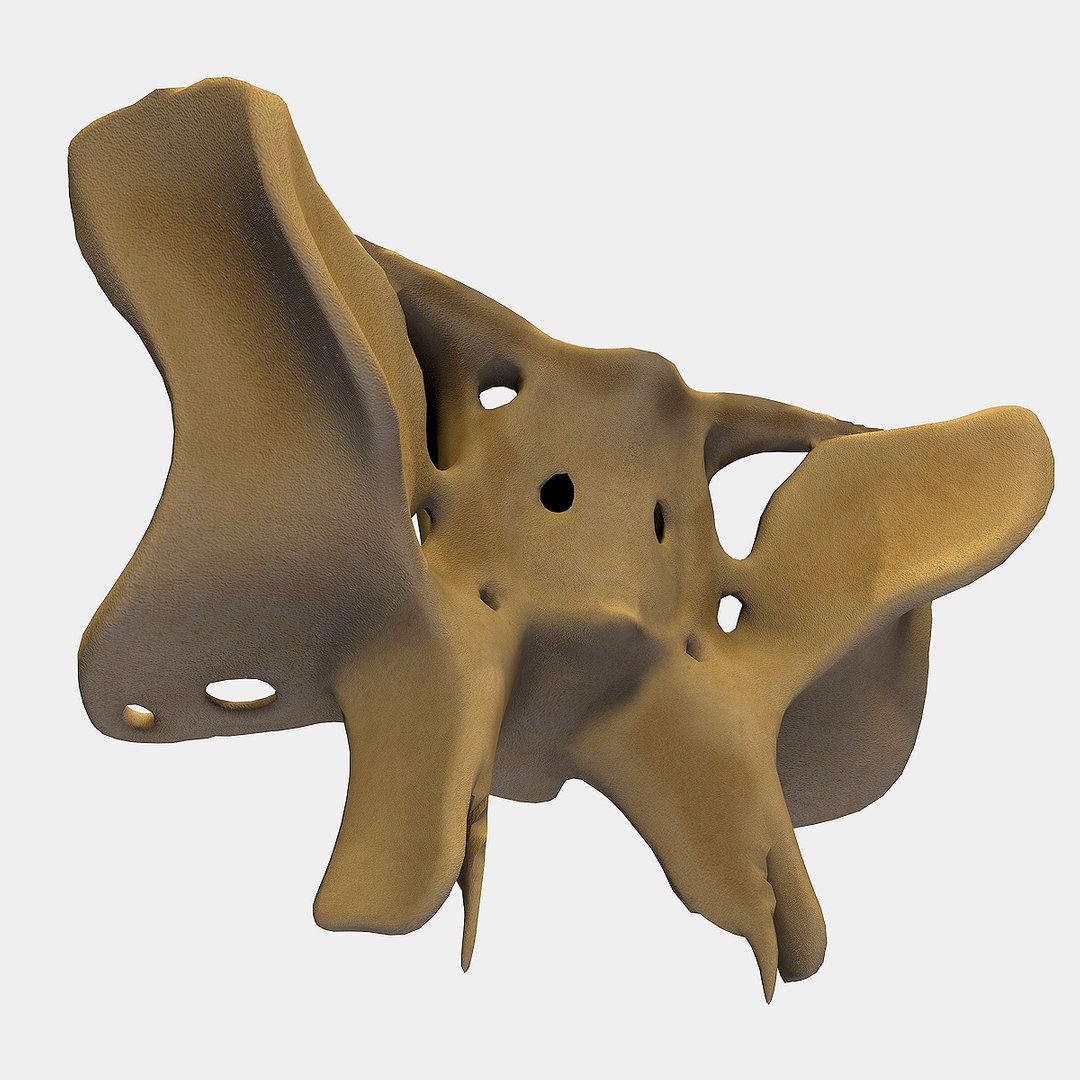 3d Anatomy Sphenoid Bone