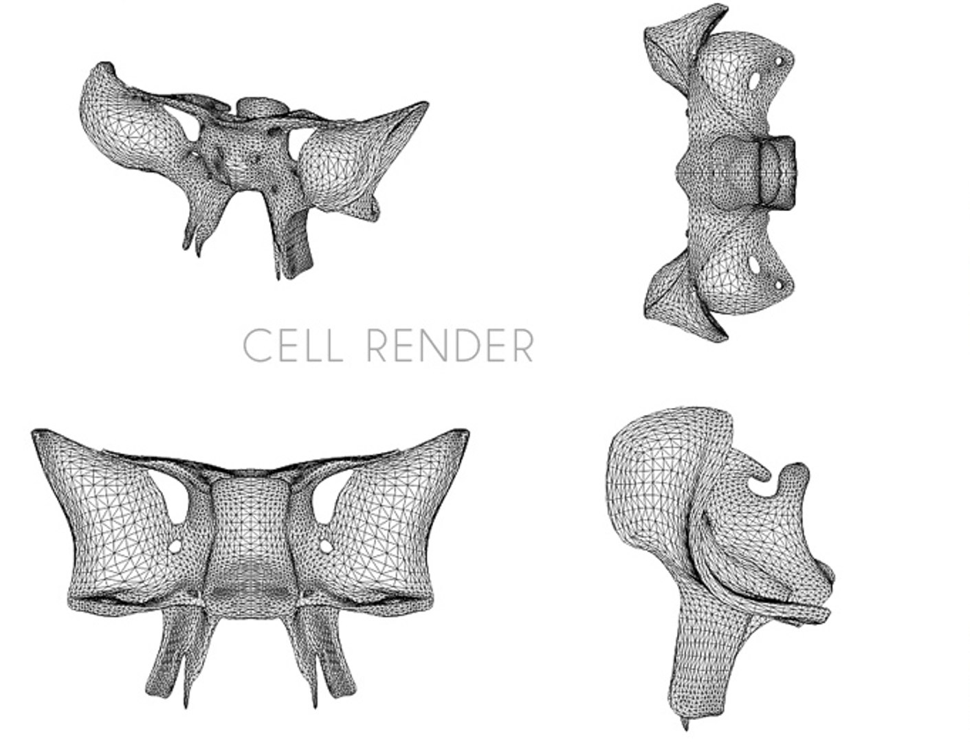 3d Anatomy Sphenoid Bone