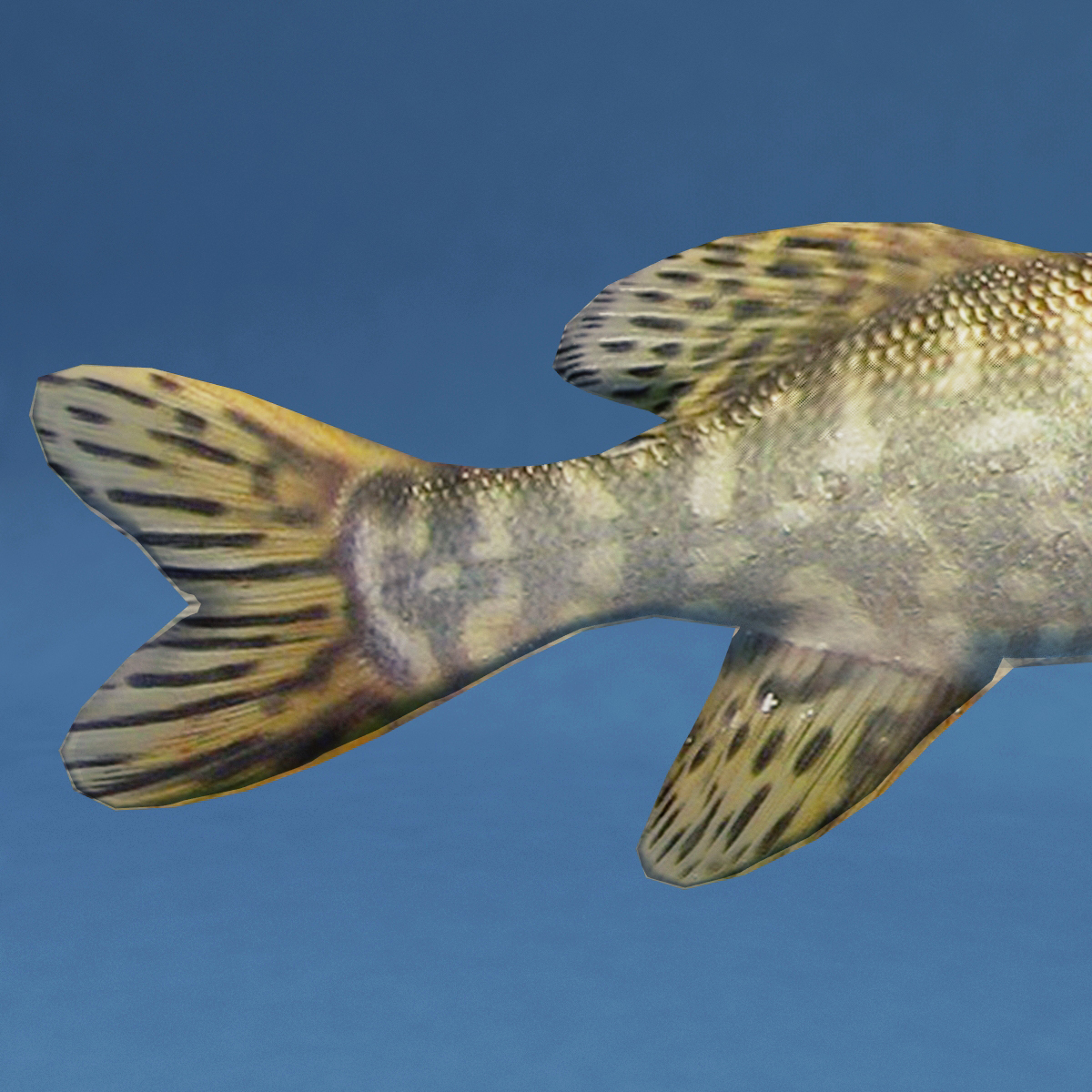 3d model fishs v3