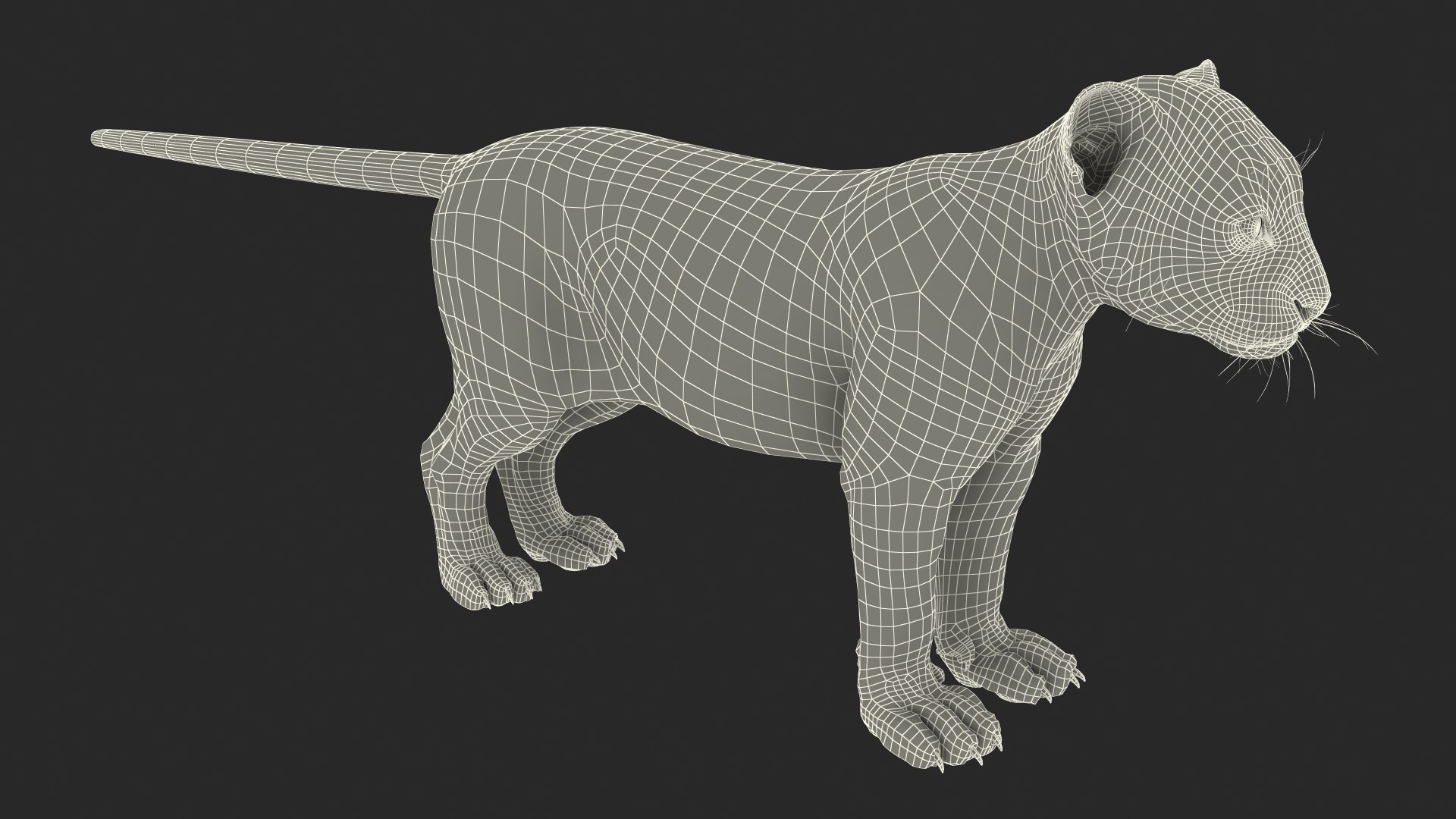 3D Snow Leopard Cub Playing Animated Rigged - TurboSquid 2407427