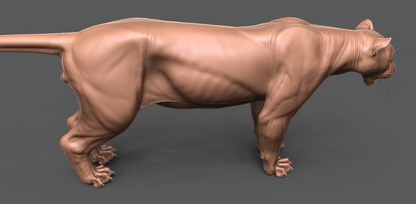 Fully Detailed Clouded Leopard Zbrush Sculpt 3D - TurboSquid 1848444