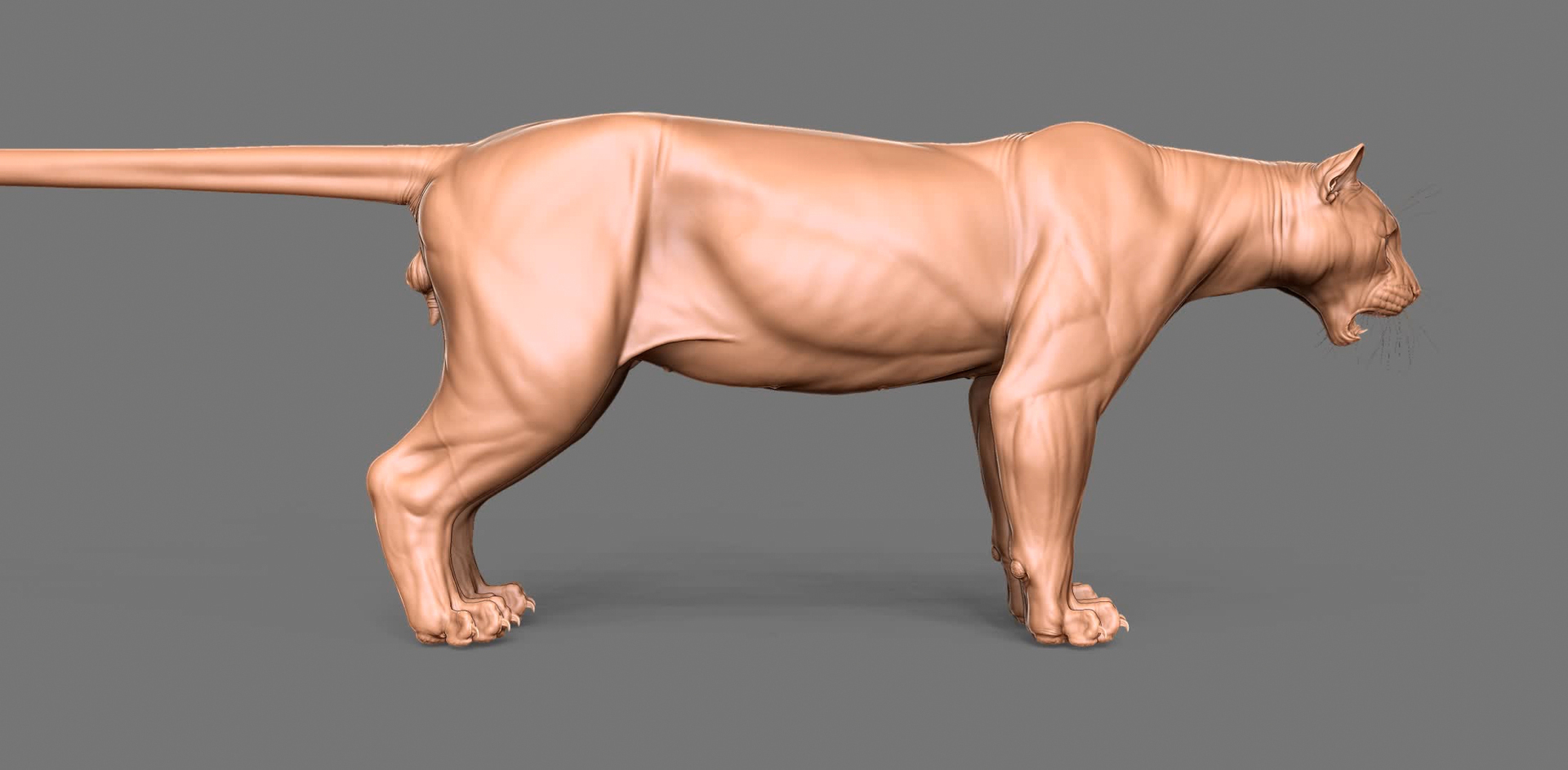 Fully Detailed Clouded Leopard Zbrush Sculpt 3D - TurboSquid 1848444