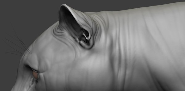 Fully Detailed Clouded Leopard Zbrush Sculpt 3D - TurboSquid 1848444