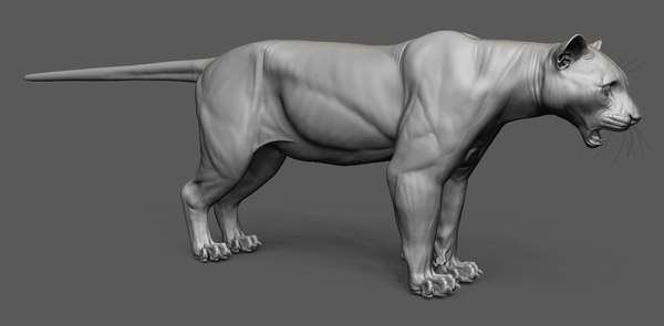 Fully Detailed Clouded Leopard Zbrush Sculpt 3D - TurboSquid 1848444