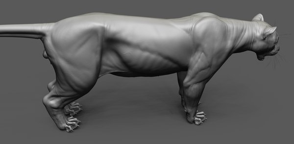 Fully Detailed Clouded Leopard Zbrush Sculpt 3D - TurboSquid 1848444