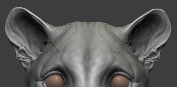 Fully Detailed Clouded Leopard Zbrush Sculpt 3D - TurboSquid 1848444