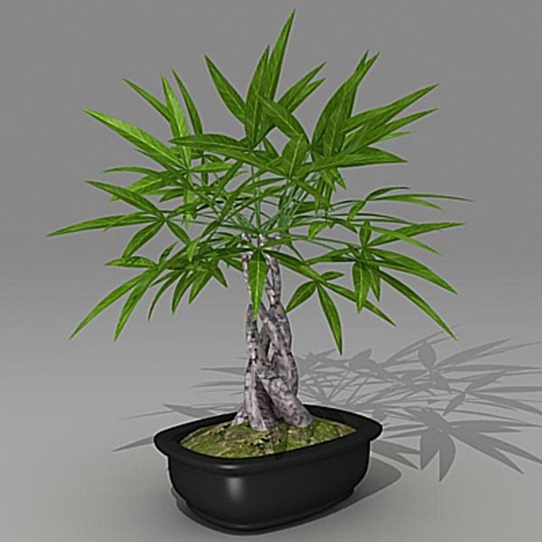 3d Model Bonsai