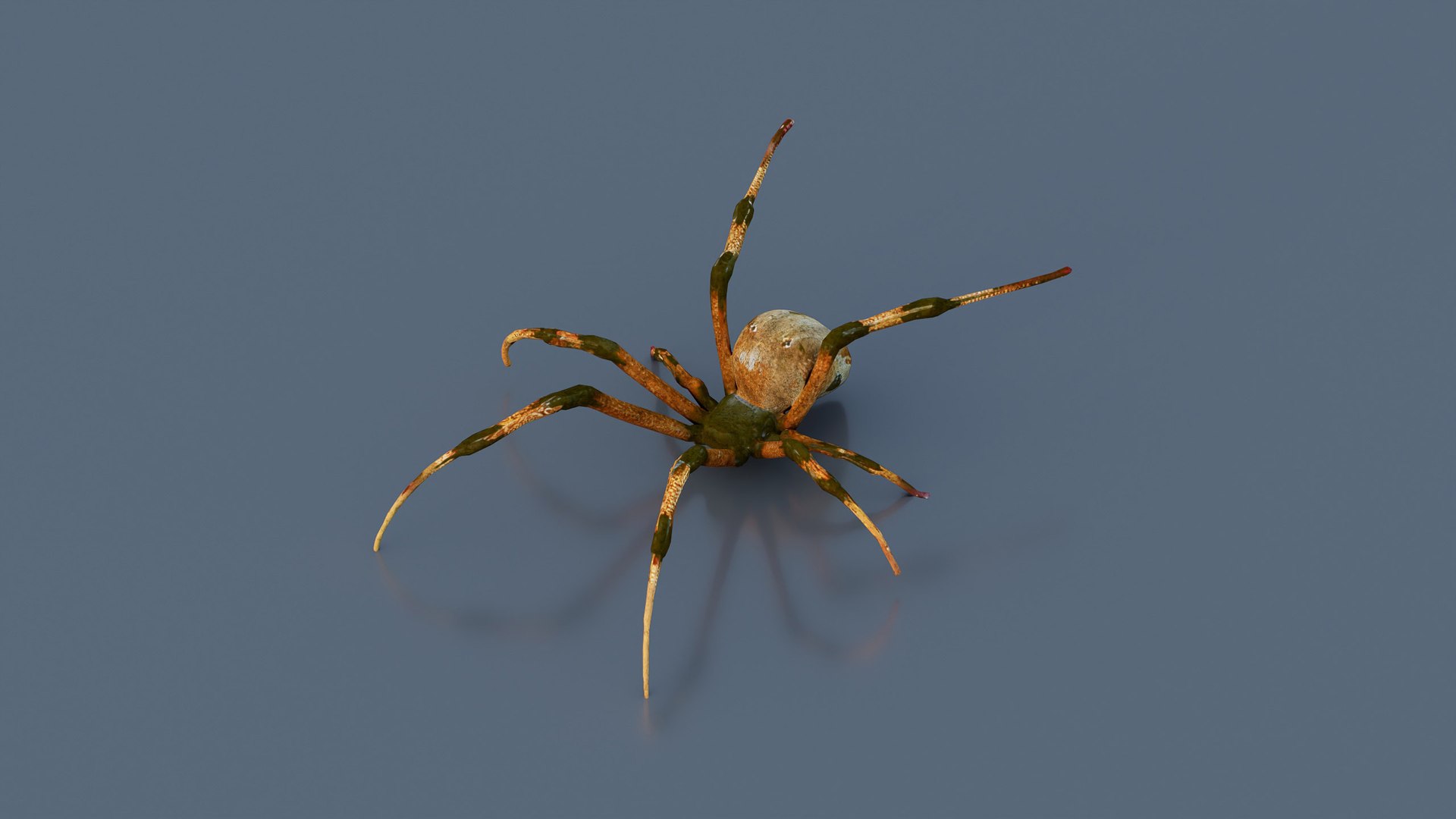 3D Spider - TurboSquid 2404850