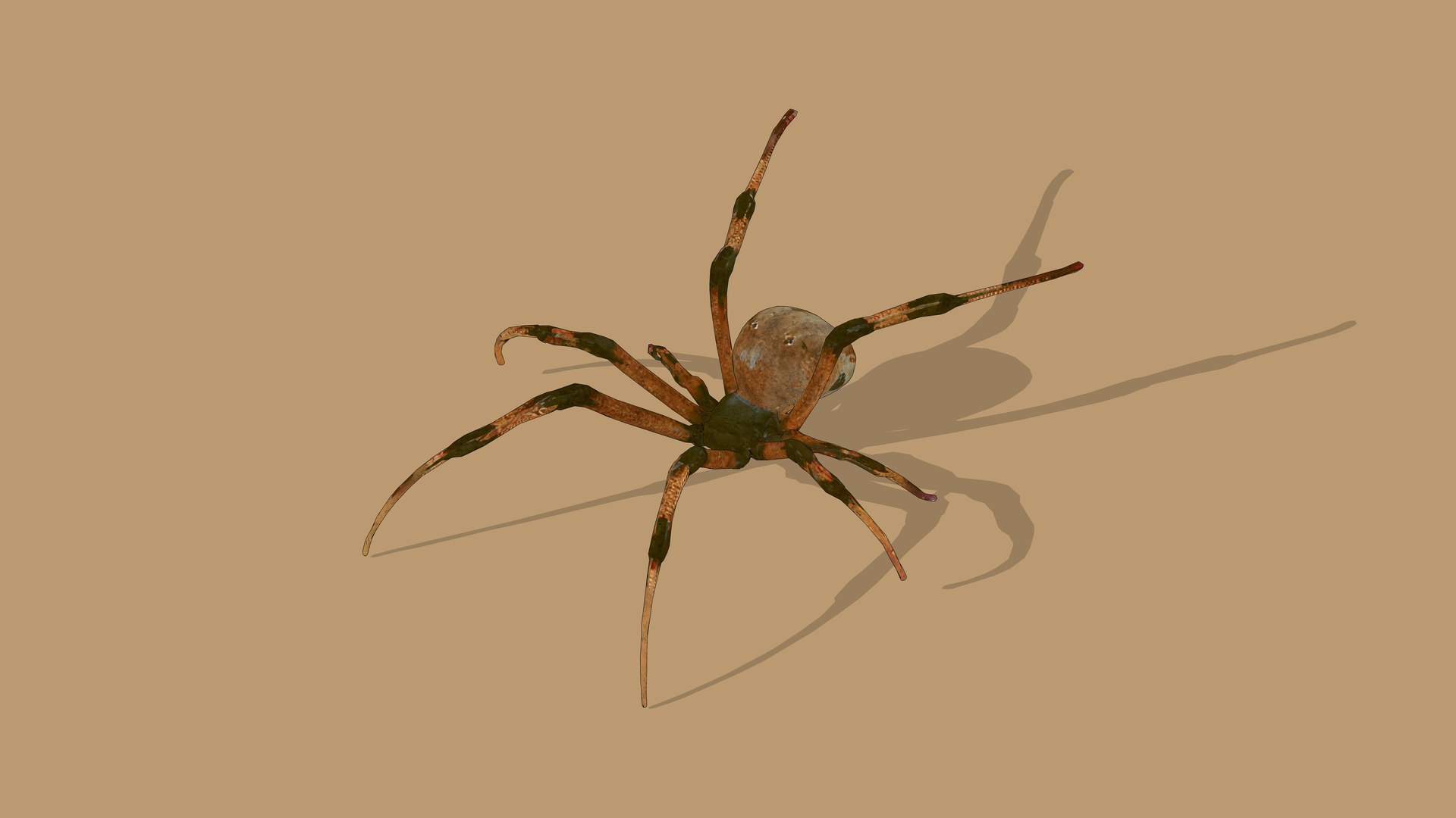 3D Spider - TurboSquid 2404850