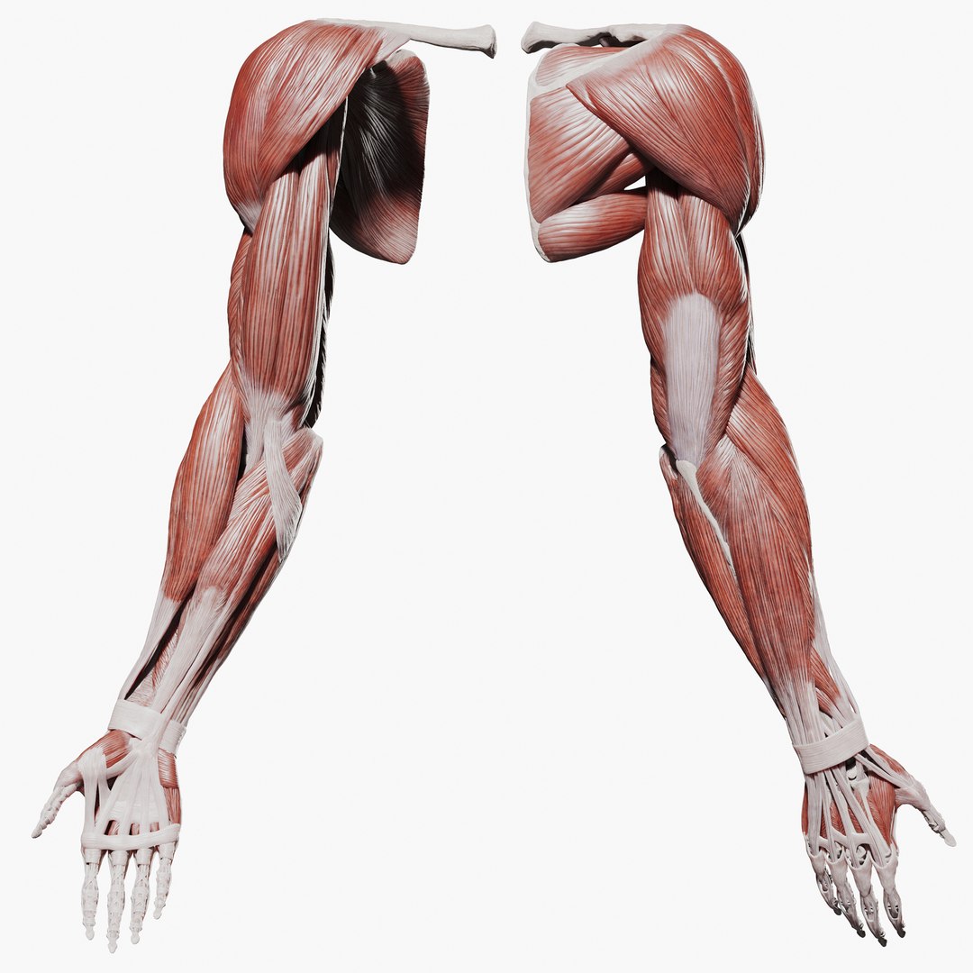 Human Arm Anatomy Muscle Bone system 3D model - TurboSquid 2063523 Human Arm Anatomy Muscle Bone system 3D model - TurboSquid 2063523
