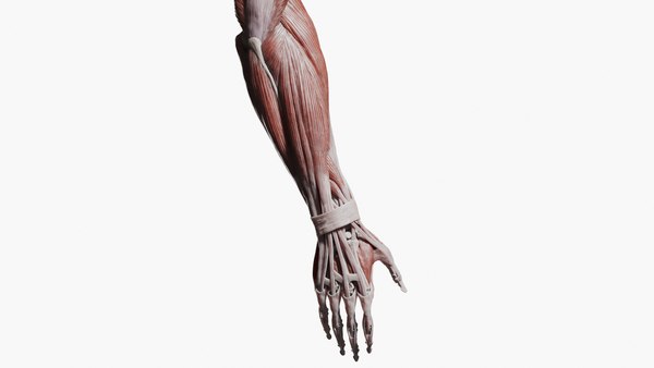 Human Arm Anatomy Muscle Bone system 3D 모델 - TurboSquid 2063523