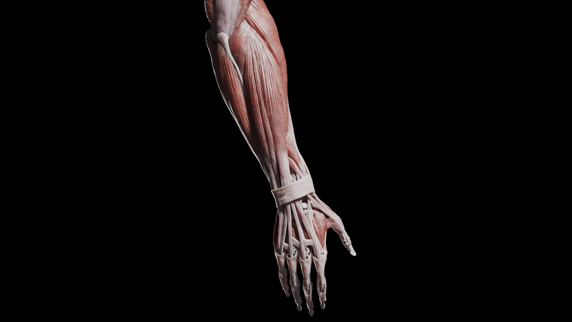 Human Arm Anatomy Muscle Bone system 3D model - TurboSquid 2063523