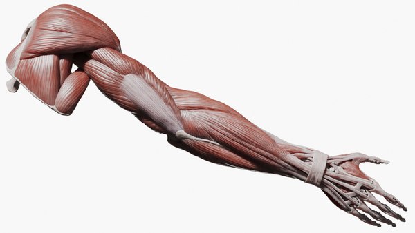 Human Arm Anatomy Muscle Bone system 3D 모델 - TurboSquid 2063523