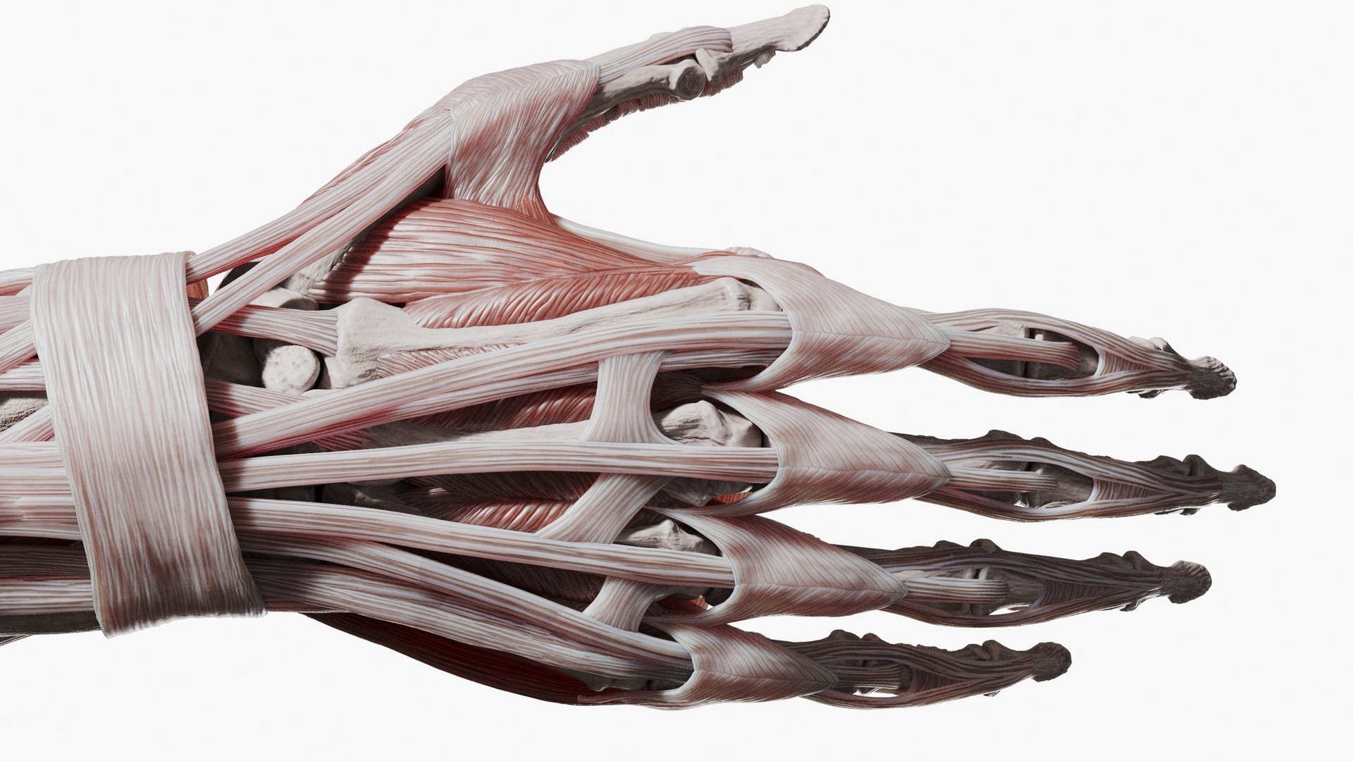Human Arm Anatomy Muscle Bone system 3D model - TurboSquid 2063523