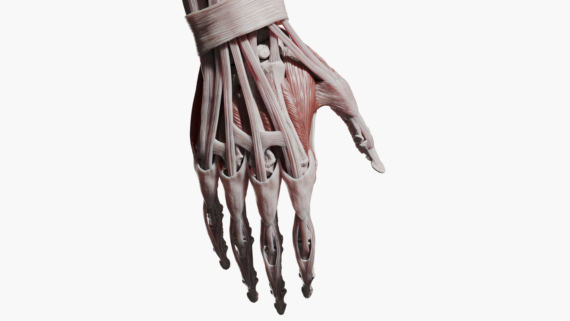 Human Arm Anatomy Muscle Bone system 3D model - TurboSquid 2063523