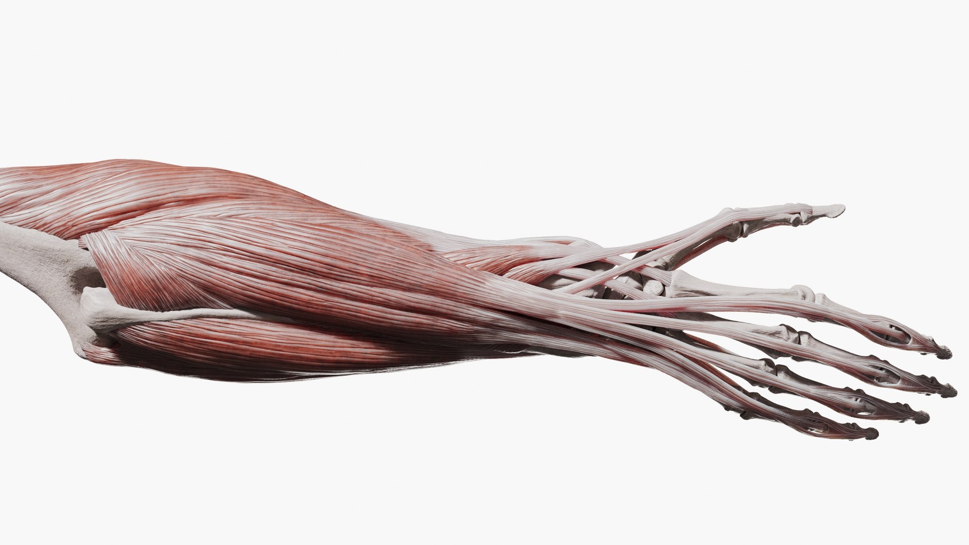 Human Arm Anatomy Muscle Bone system 3D model - TurboSquid 2063523