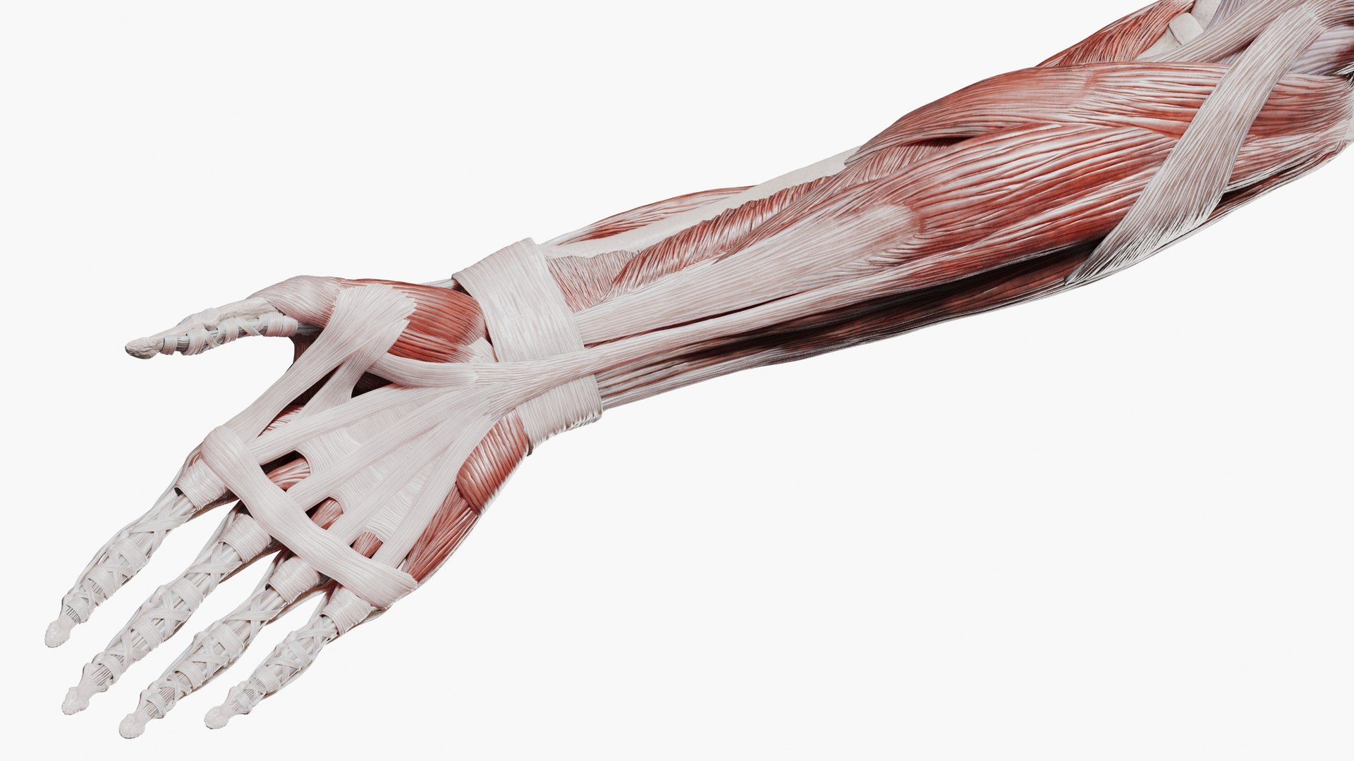 Human Arm Anatomy Muscle Bone system 3D model - TurboSquid 2063523