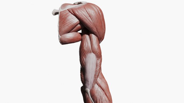 Human Arm Anatomy Muscle Bone system 3D 모델 - TurboSquid 2063523