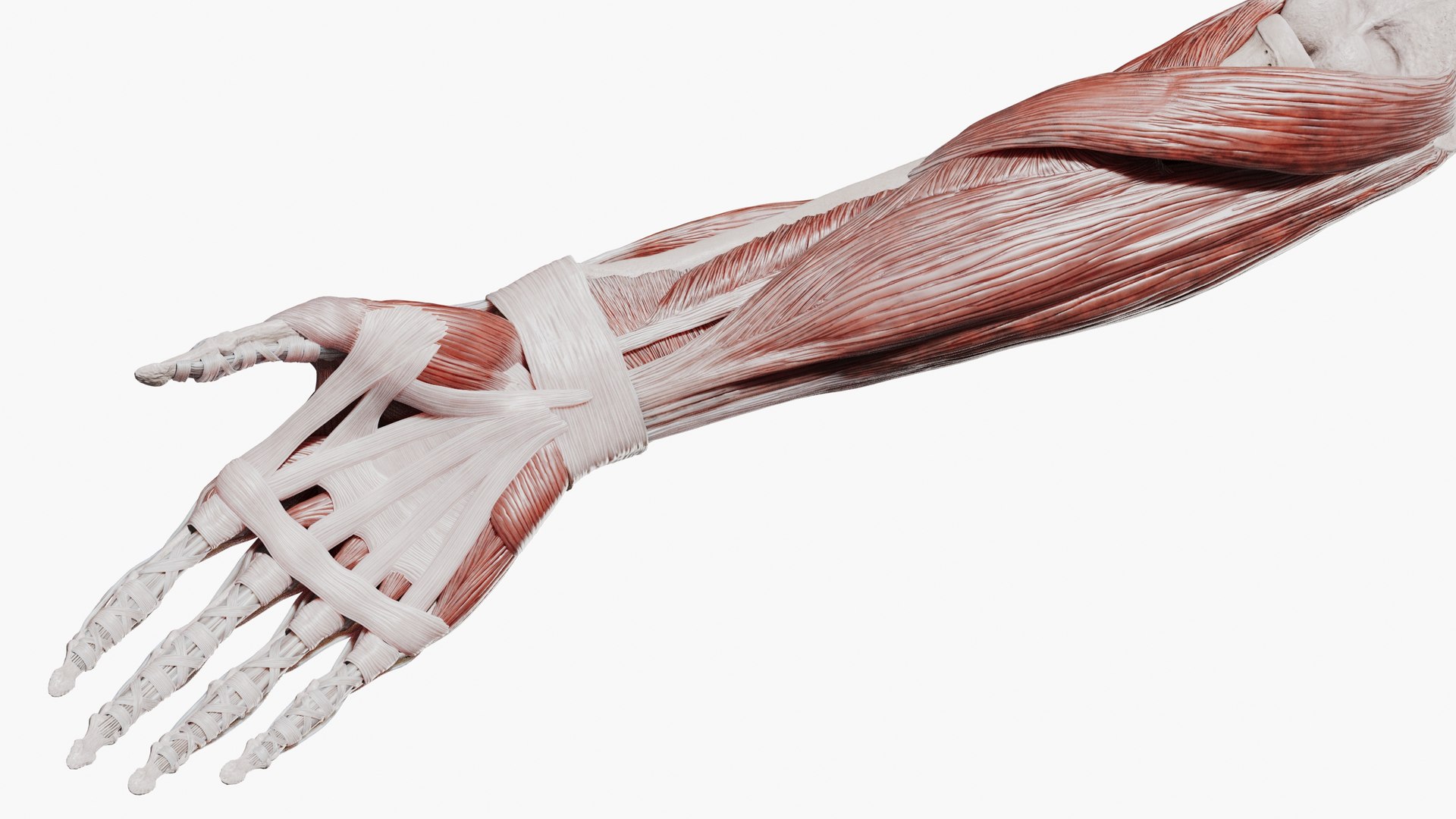 Human Arm Anatomy Muscle Bone system 3D model - TurboSquid 2063523