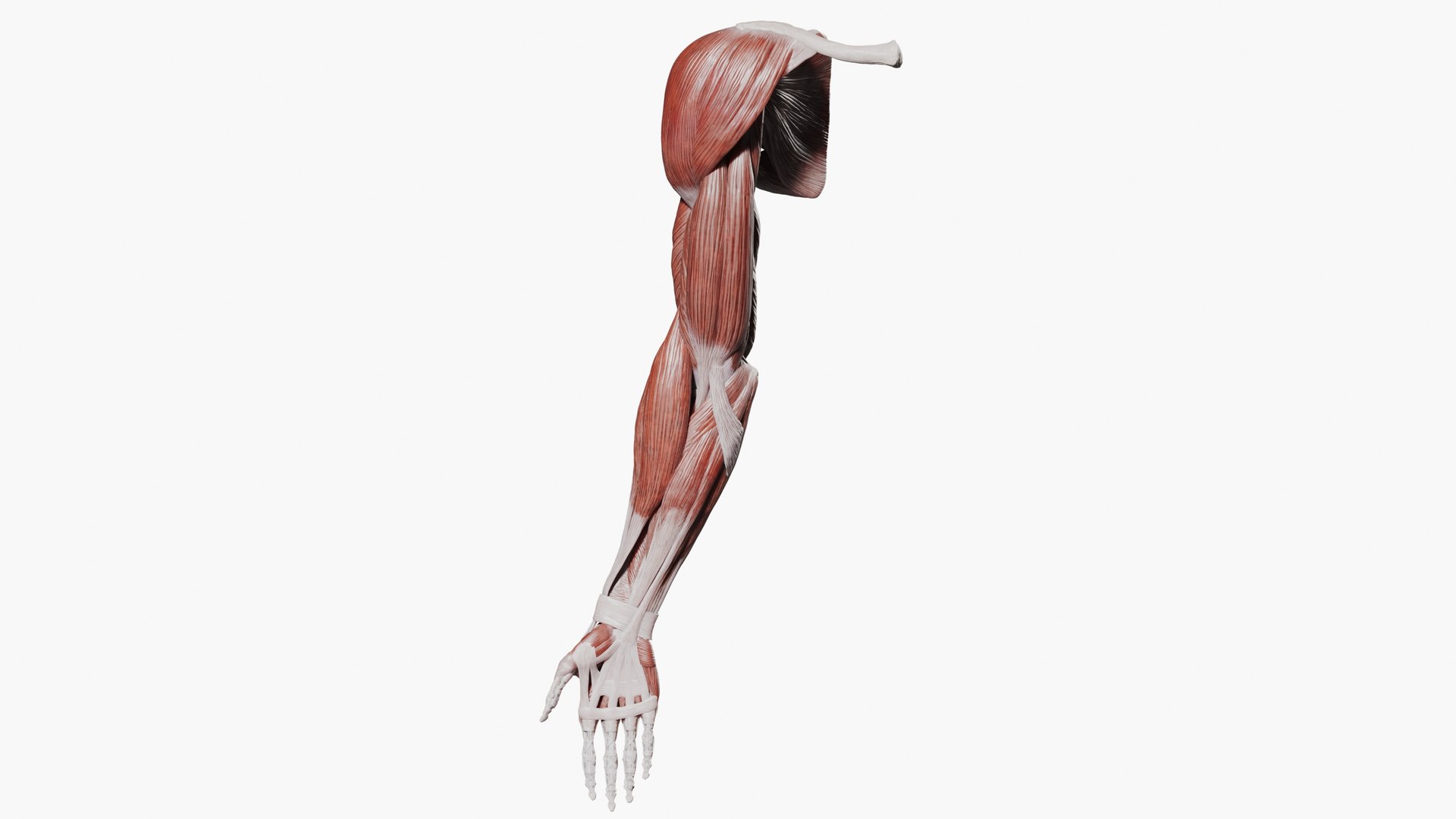 Human Arm Anatomy Muscle Bone System 3D Model - TurboSquid 2063523