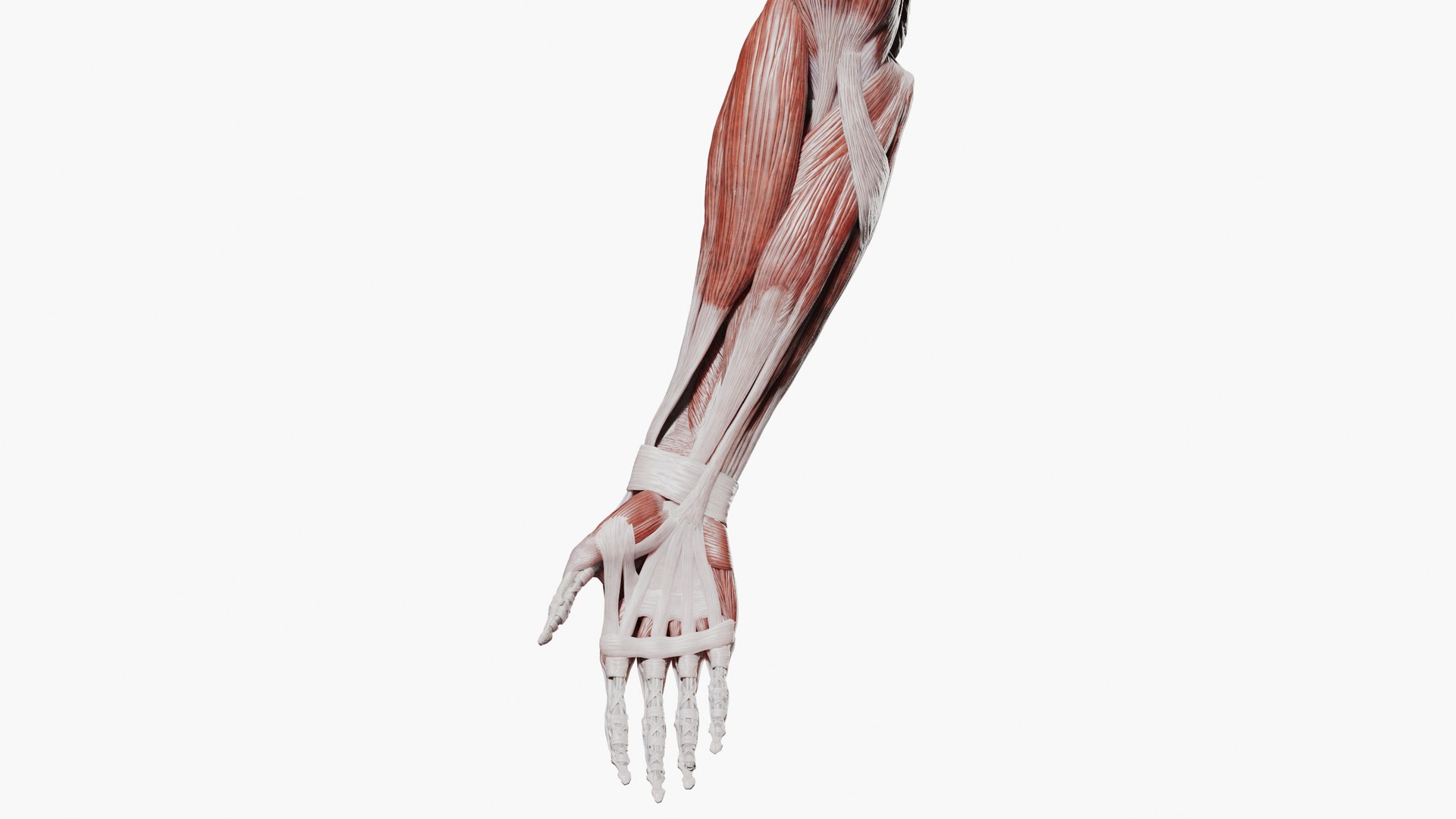 Human Arm Anatomy Muscle Bone System 3D Model - TurboSquid 2063523